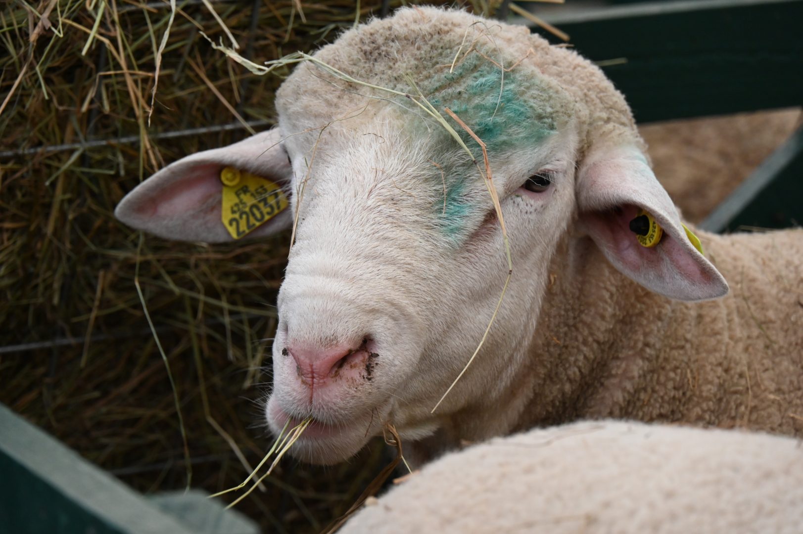 Alltech : La production mondiale d'aliments en légère baisse - Alimentation Animale